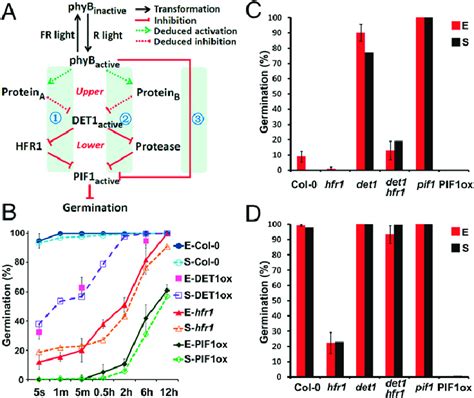 Computational Simulation Indicates That A Triple Feed Forward Loop Download Scientific Diagram