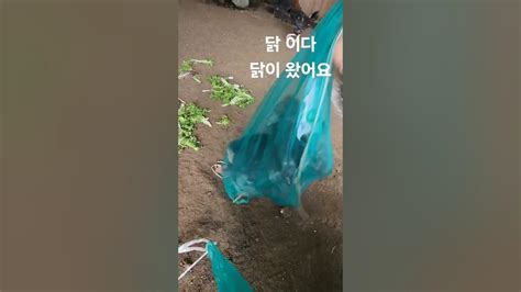 꼭~~~ 꼬댁 닭장에 닭이 새식구들이 5마리 병아리 10마리 엄마 닭 한마리 또 오늘 수닭 2마리 무슨일 일까요 대박 대박이에요 Youtube