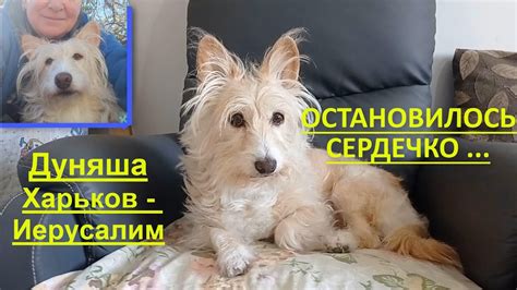 Остановилось сердечко собачки Смерть моей собаки Дуняши которая прожила в любви и ласке 15 5