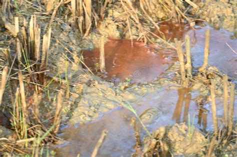 Iron Oxidizing Bacteria Thriving In A Stagnant Muddy Puddle Stock