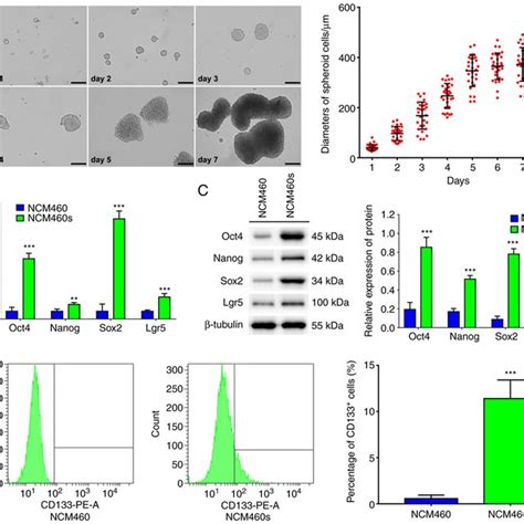 Tnf α Promotes The Malignant Transformation Of Human Normal Intestinal Download Scientific