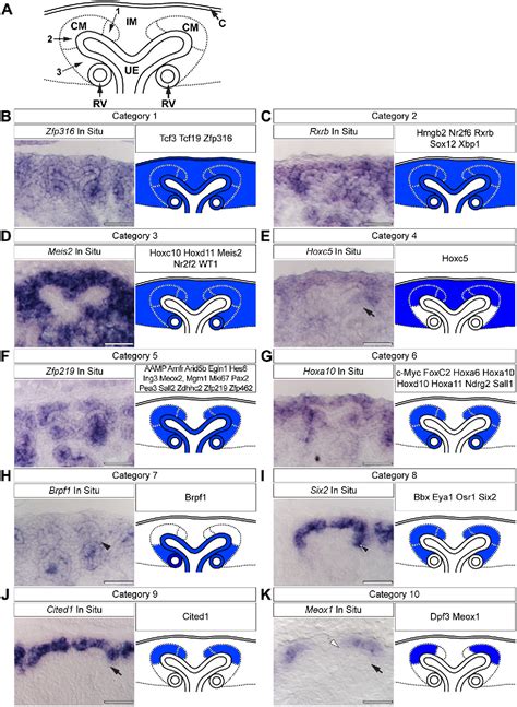 Nephron Development Semantic Scholar