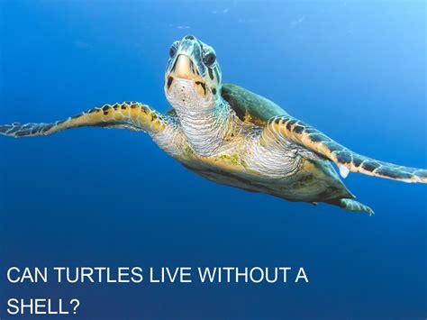 Can Turtles Live Without A Shell Turtle S Life
