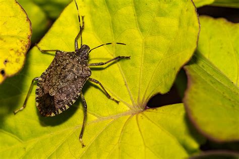 Two Common Fall Pests In Georgia Contractors Best Pest Solution