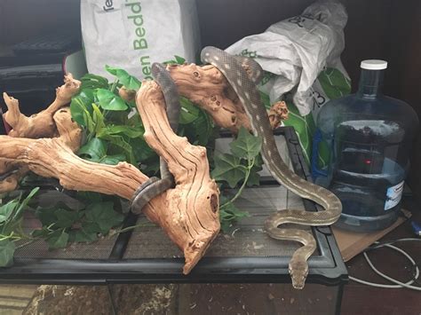 Pixie The Tanimbar Scrub Python Page 15