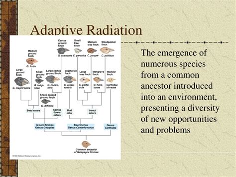 Ppt The Origin Of Species Powerpoint Presentation Free Download Id