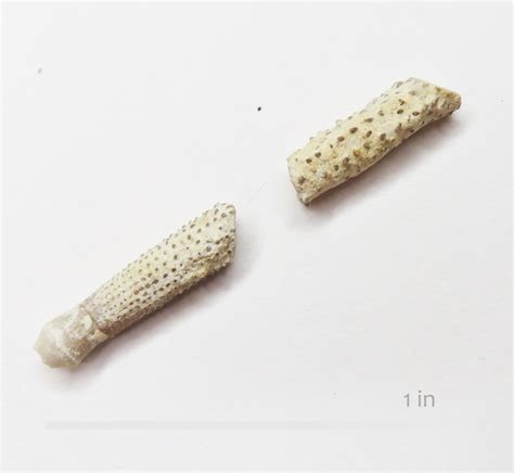 Echinoid Spine Cidaris Glen Rose Formation Echinoids The Fossil Forum