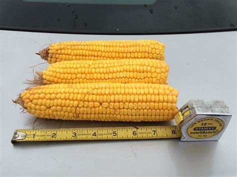 7 Steps For Estimating Corn Yields AgWeb