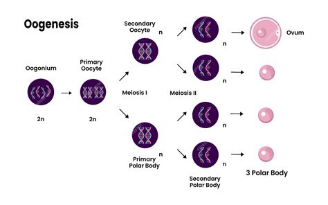 Spermatogenesis Dan Oogenesis Pengertian Tahap Proses Perbedaan