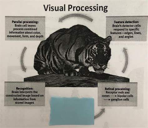 Visual Processing Flashcards Quizlet