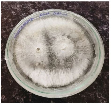 Ganoderma Lucidum Culture Download Scientific Diagram