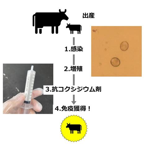 予防しているのにコクシジウム症発症part1 有限会社シェパード中央家畜診療所