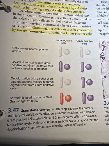 Lab Practical Flashcards Quizlet