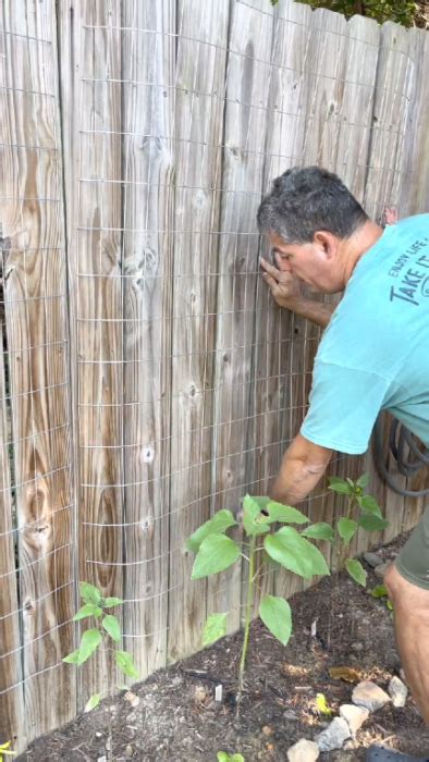 How To Turn A Regular Fence Into A Trellis Whitney Anderson Gardening