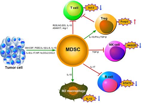 Frontiers Myeloid Derived Suppressor Cells A New And Pivotal Player In Colorectal Cancer