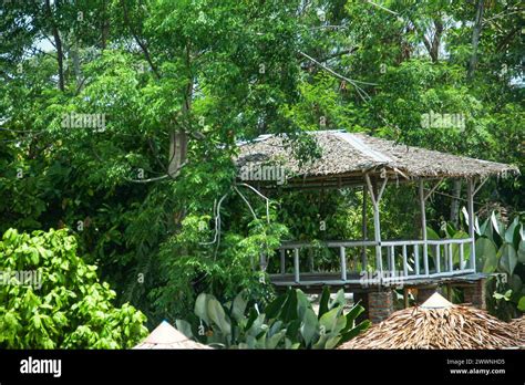 Tree Huts Made Of Wood And Traditional Roofs Are Located Next To Lush Trees Stock Photo Alamy