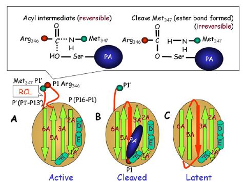 molecular structure of pai 1 and its interaction with upa a pai 1