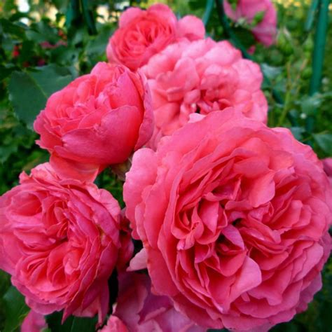 Climbing rose Rosarium yutersen: features care grade