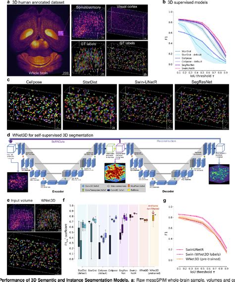 Figure 1 From Cellseg3d Self Supervised 3d Cell Segmentation For Light