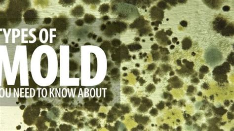 Is Penicillium Mold Dangerous For Humans