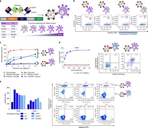 Tcr Mediated Infection Is Sensitive Specific And Induces Signaling A