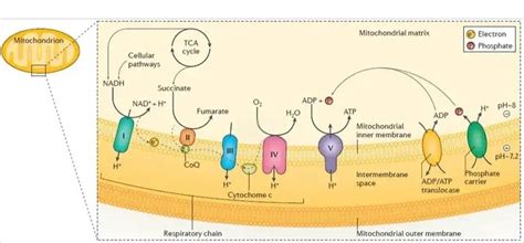 线粒体综述：细胞代谢的引擎