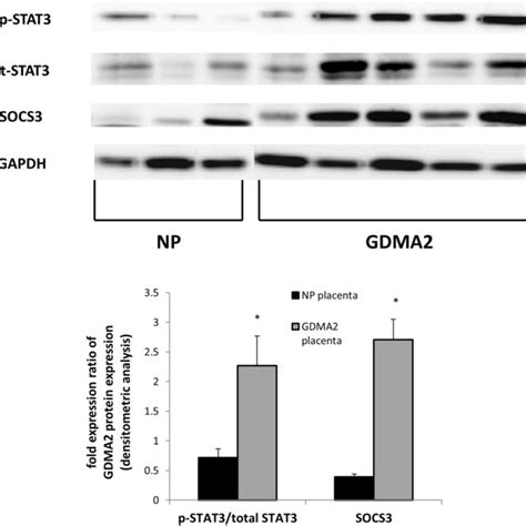 Txnip And Txn Mrna And Protein Expression Mrna Was Isolated From Download Scientific Diagram