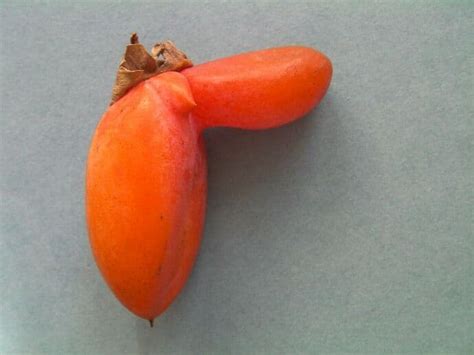 Sexiest Fruit General Fruit Growing Growing Fruit