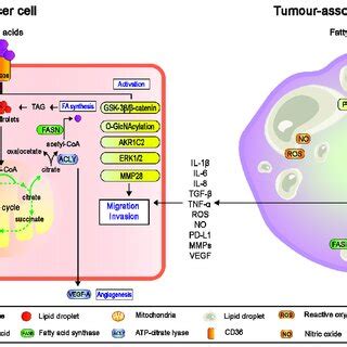 The Bidirectional Interaction Between Cancer Cells And Macrophages