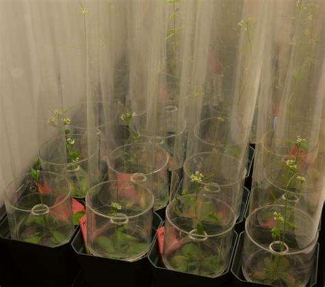 Supercomputing The Evolution Of A Model Flower