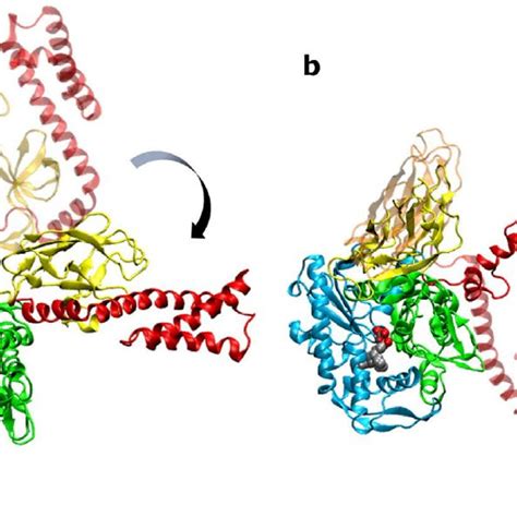 Open Close Transition A Md Simulation Of Atp Bound Closed Dnak Final Download Scientific