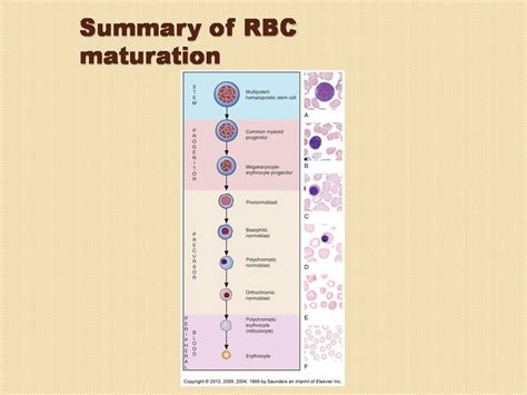 Erythrocyte Maturation Diagram Quizlet