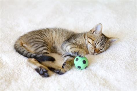 Small Kitty Stock Image Image Of Beauty Lovely Decor 27319993