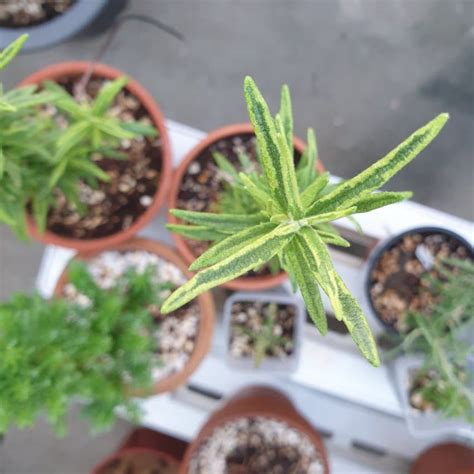 골드더스트 로즈마리 발색 올라오는 중 식물 갤러리