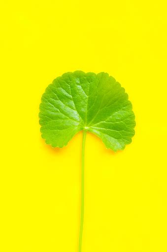 고투 콜라 아시아 페니워트 또는 노란색 배경에 인도 페니워트 0명에 대한 스톡 사진 및 기타 이미지 0명 건강관리와 의술 건강한 식생활 Istock