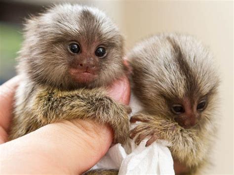 Zwergseidenäffchen Kleinster Affe Der Welt