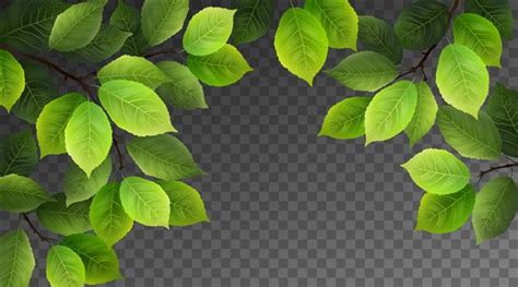 برگ های سبز پس زمینه واقع گرایانه تابستانی شاخ و برگ وکتور جدا شده 1628086