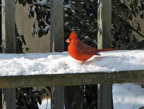 What Do Red Jays Mean At Rose Woods Blog