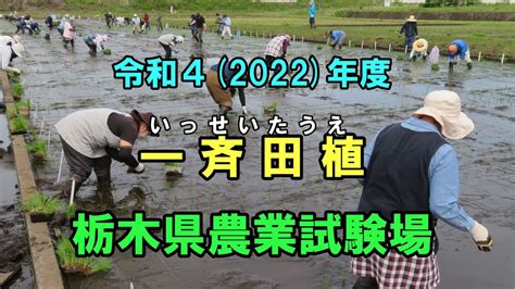 【栃木県農業試験場】令和4年度一斉田植 Youtube