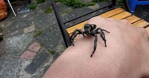 daw i want one imgur