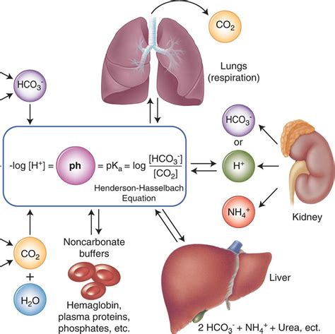 An Introduction To Stewart Acidbase The Physiological Society