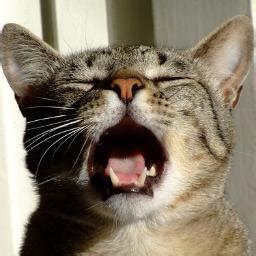 Lazycat Studios Studios Lazycat Twitter