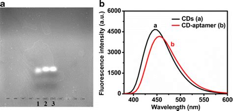 A Agarose Gel Electrophoresis Of Aptamer Modified Cds Lane 1 Download Scientific Diagram