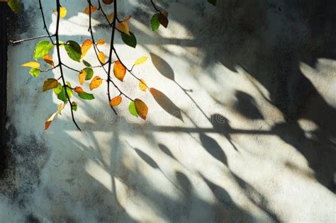 A Tree Branch Casts A Shadow On A White Wall Stock Image Image Of Design Abstract 368925539