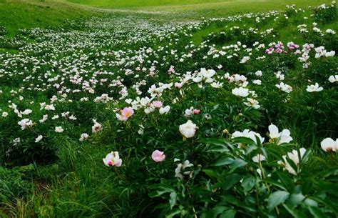 内蒙古大草原芍药花香醉游人 中国网