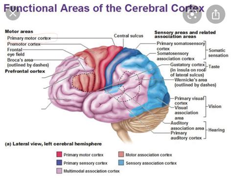 Function Motor Areas Of Frontal Lobe Flashcards Quizlet