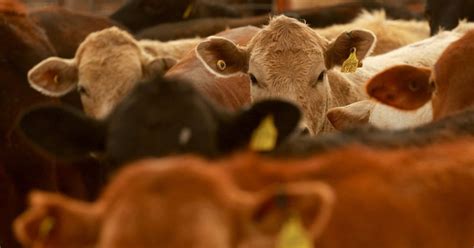 El Cierre Fronterizo Por El Gusano Barrenador Genera Pérdidas