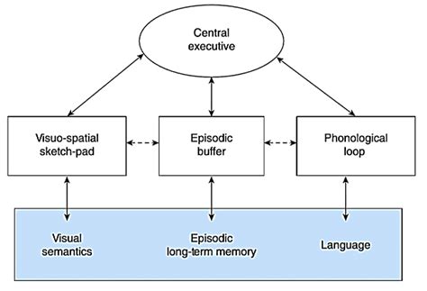 multicomponent model of working memory baddeley 2010 download