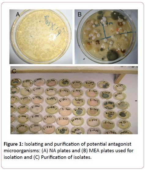 In Vitro Screening And Characterizing The Most Promising Antagonistic Microorganism As