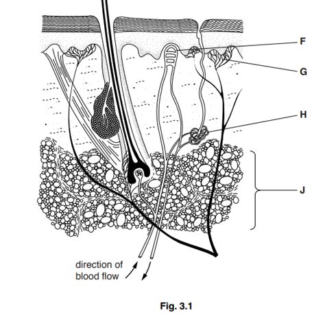 Igcse Biology 0610 14 2 Sense Organs Igcse Style Questions Paper 3 Elearning App By Iitians